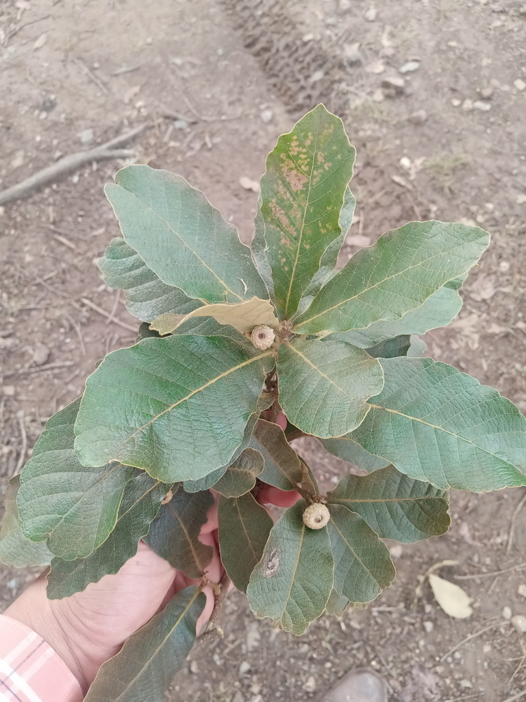 k’antulán (Quercus segoviensis) - Botanical Realm