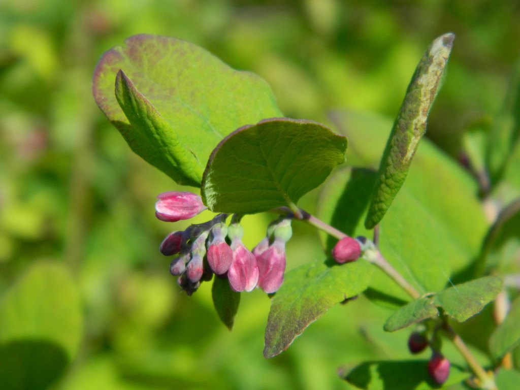 creeping snowberry (Northern Tehachapi Mountains Flora) · iNaturalist