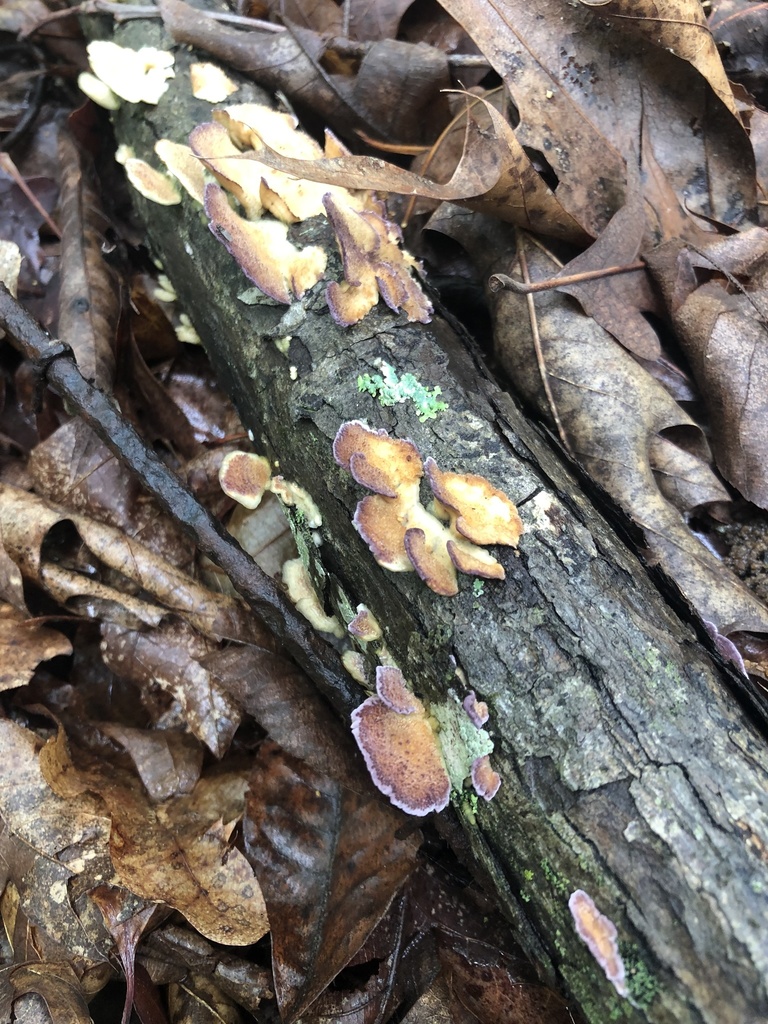 violet-toothed polypore from SSR-F, Brighton, MO, US on May 25, 2022 at ...