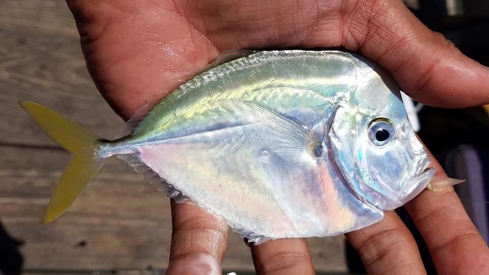 Atlantic Moonfish from Chatham County, GA, USA on June 11, 2018 at 08:46 PM by jrfleullan. Tybee ...