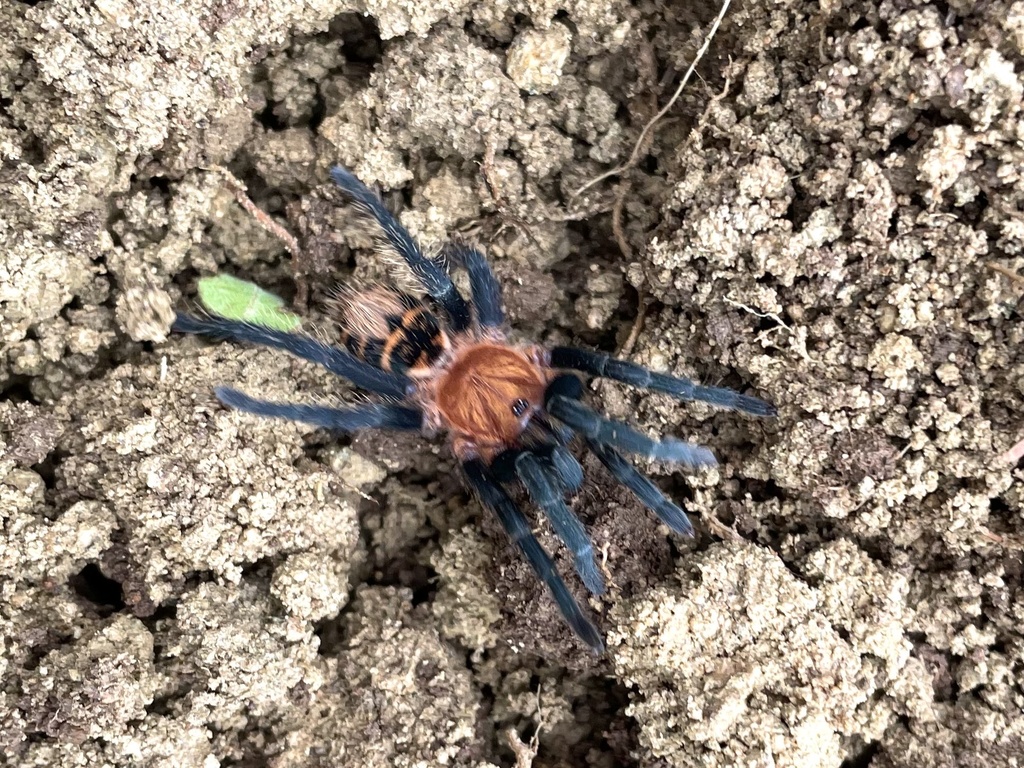 Costa Rican Suntiger Tarantula from Calle La Trocha, Puntarenas, CR on ...
