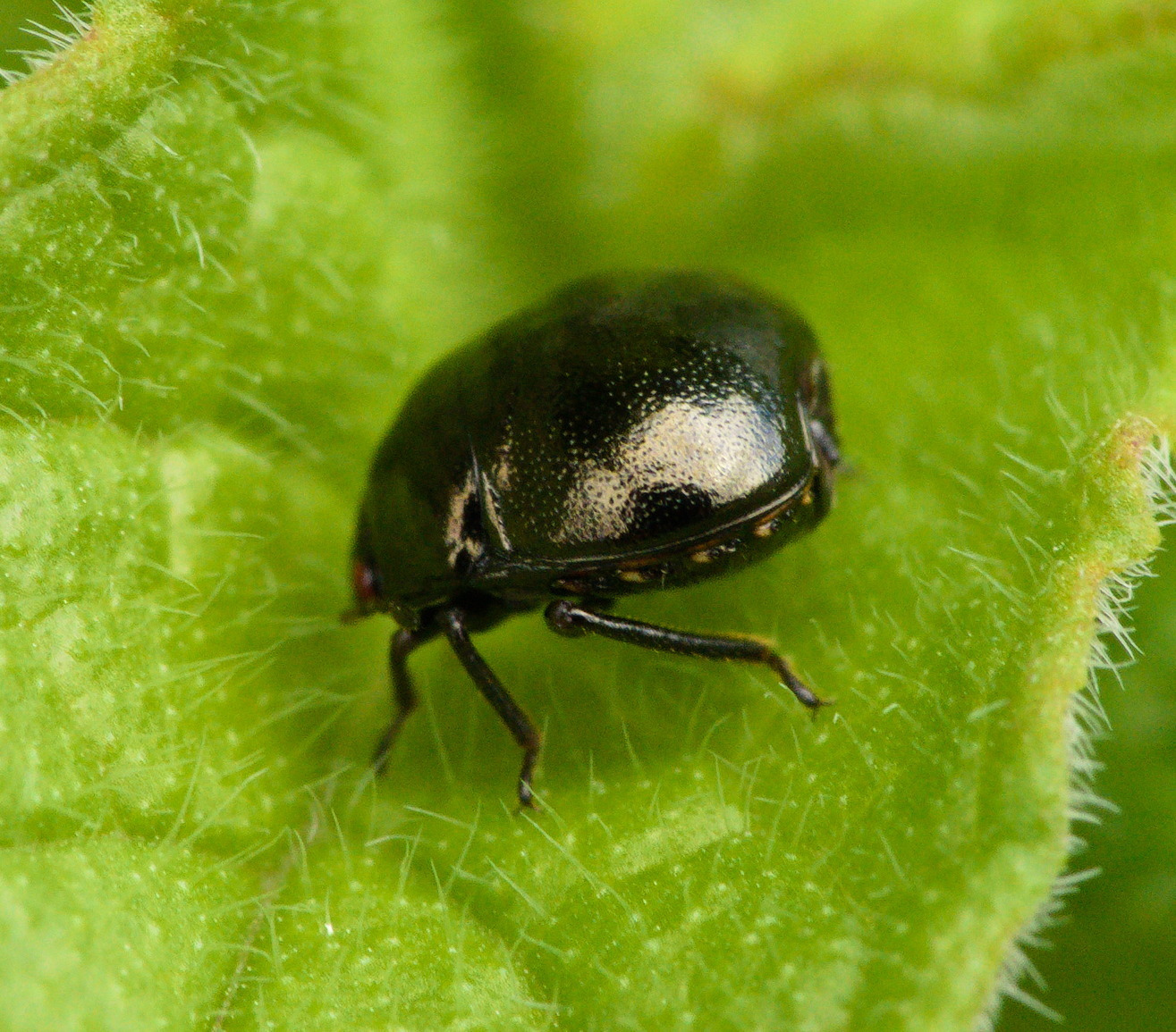 Coptosoma scutellatum (Geoffroy, 1785)