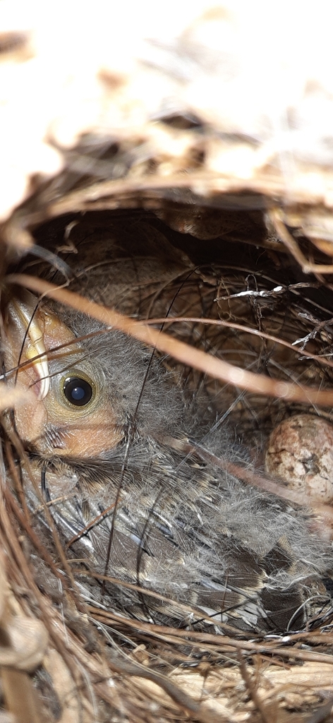 Perching Birds from Red Oak on May 25, 2022 at 02:00 PM by L.B. Lyon ...