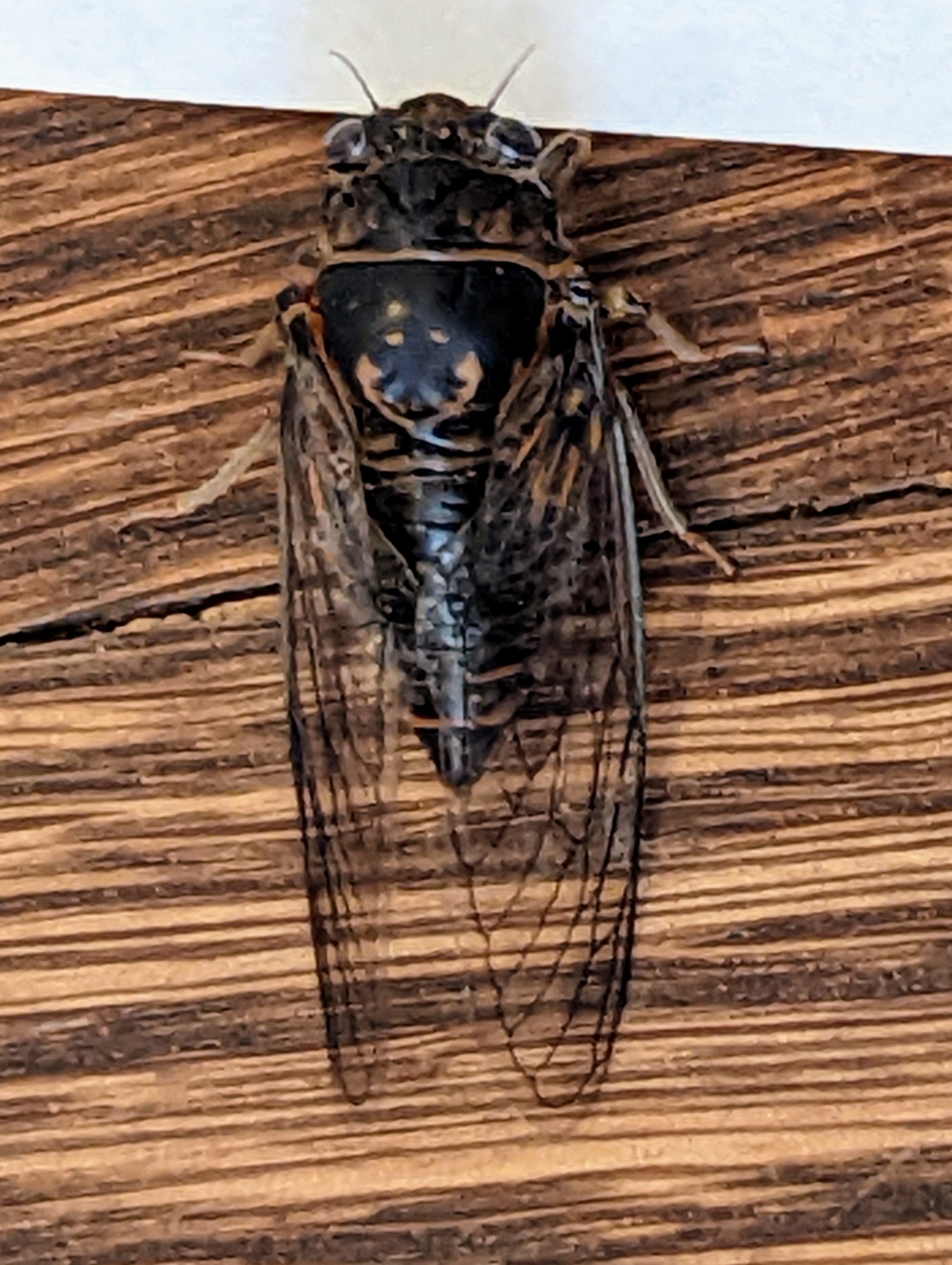 Okanagana Distant, 1905