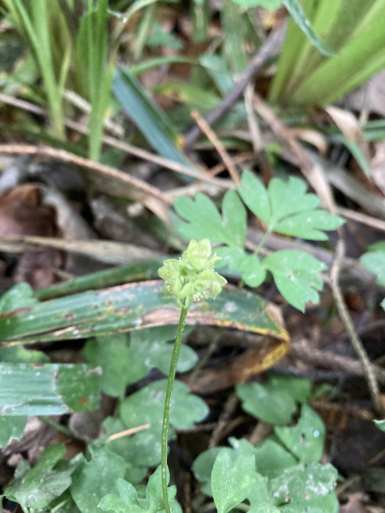 Moschatel from North York Moors National Park, Scarborough, England, GB ...