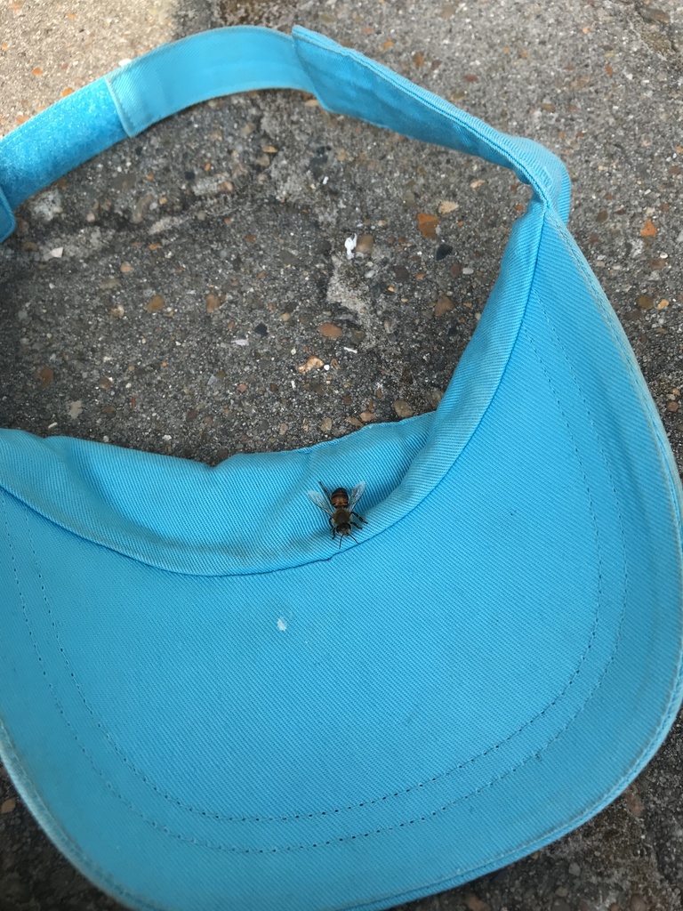 Western Honey Bee from Skodbovej, Hvide Sande, Midtjylland, DK on ...