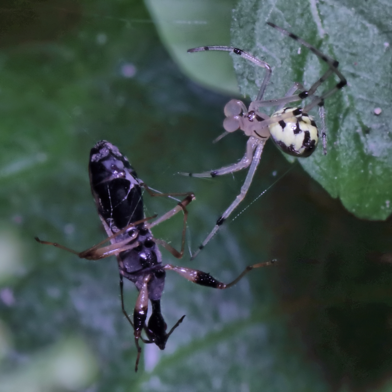 Phylloneta pictipes (Keyserling, 1884)