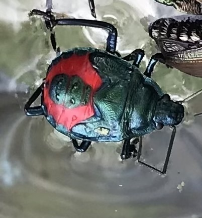 Florida Predatory Stink Bug from Old Toadvine Rd, Bessemer, AL, US on ...