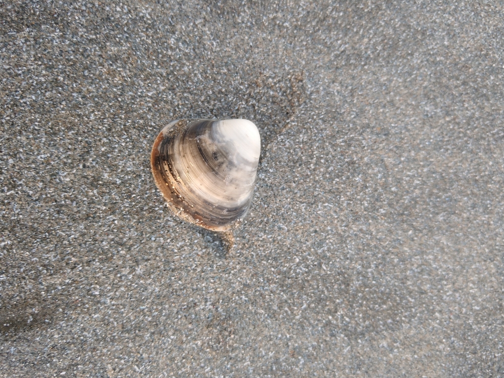 Tivela mactroides from Peruíbe - SP, Brasil on May 25, 2022 at 05:08 PM ...