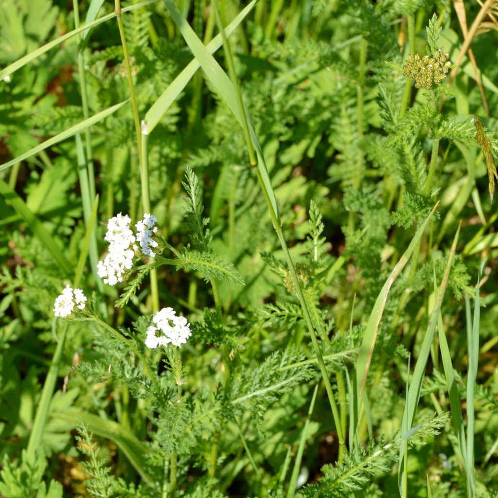 common yarrow complex from Mladá Boleslav, Středočeský, Czechia on May ...