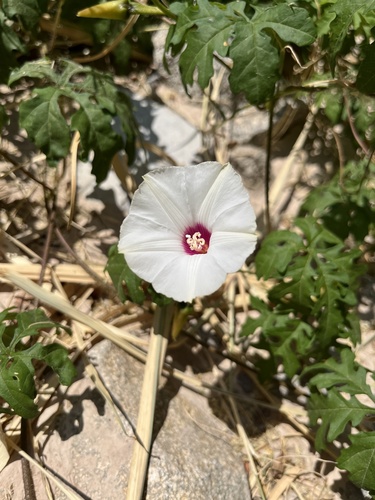 Almendrillo (Variedad Distimake dissectus dissectus) · iNaturalist Mexico