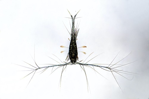 género Oithona · iNaturalist Ecuador