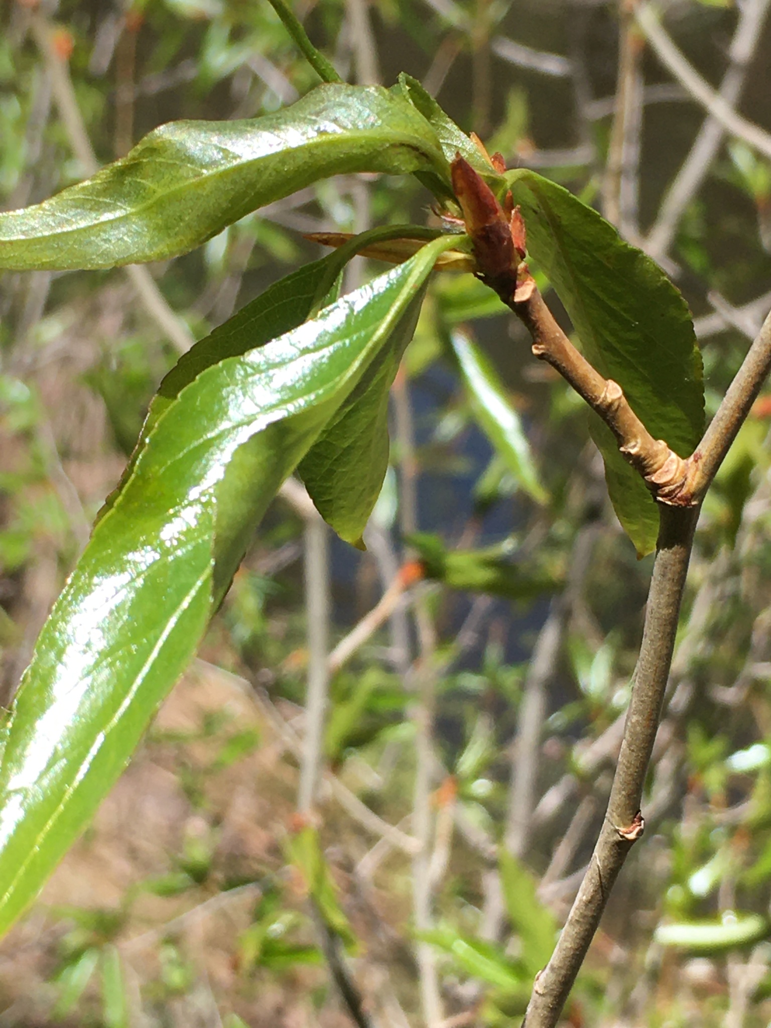 Populus angustifolia James