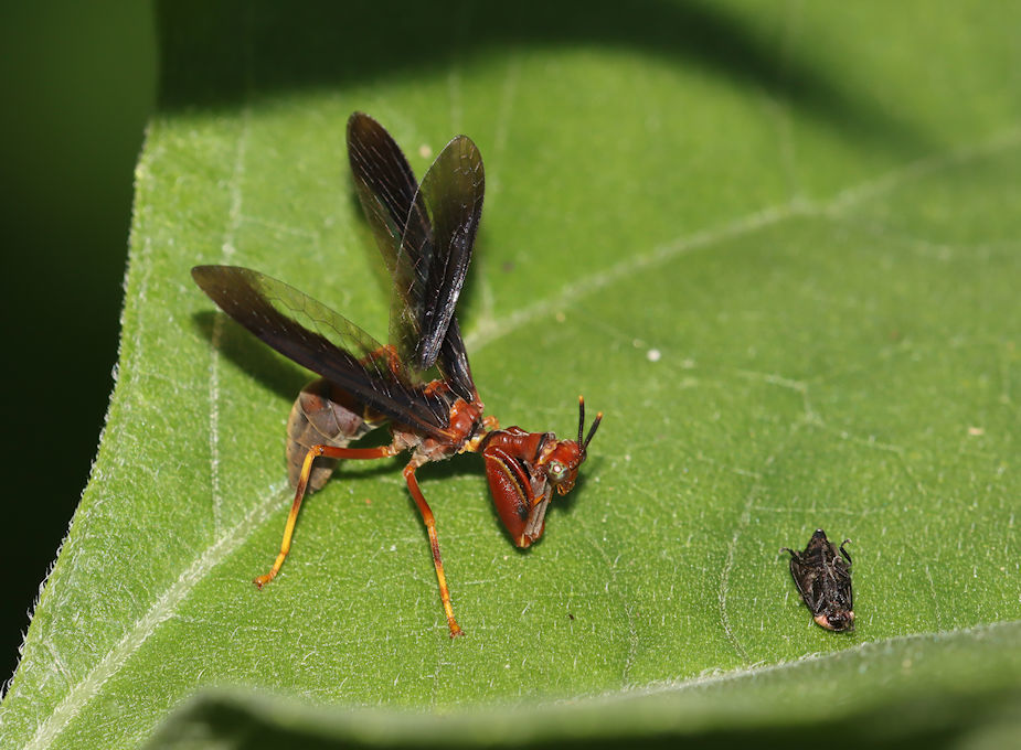 Brown Wasp Mantidfly in June 2021 by hr_dragonfly · iNaturalist
