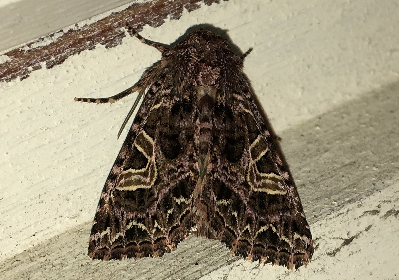 Sideridis rivularis Fabricius, 1775