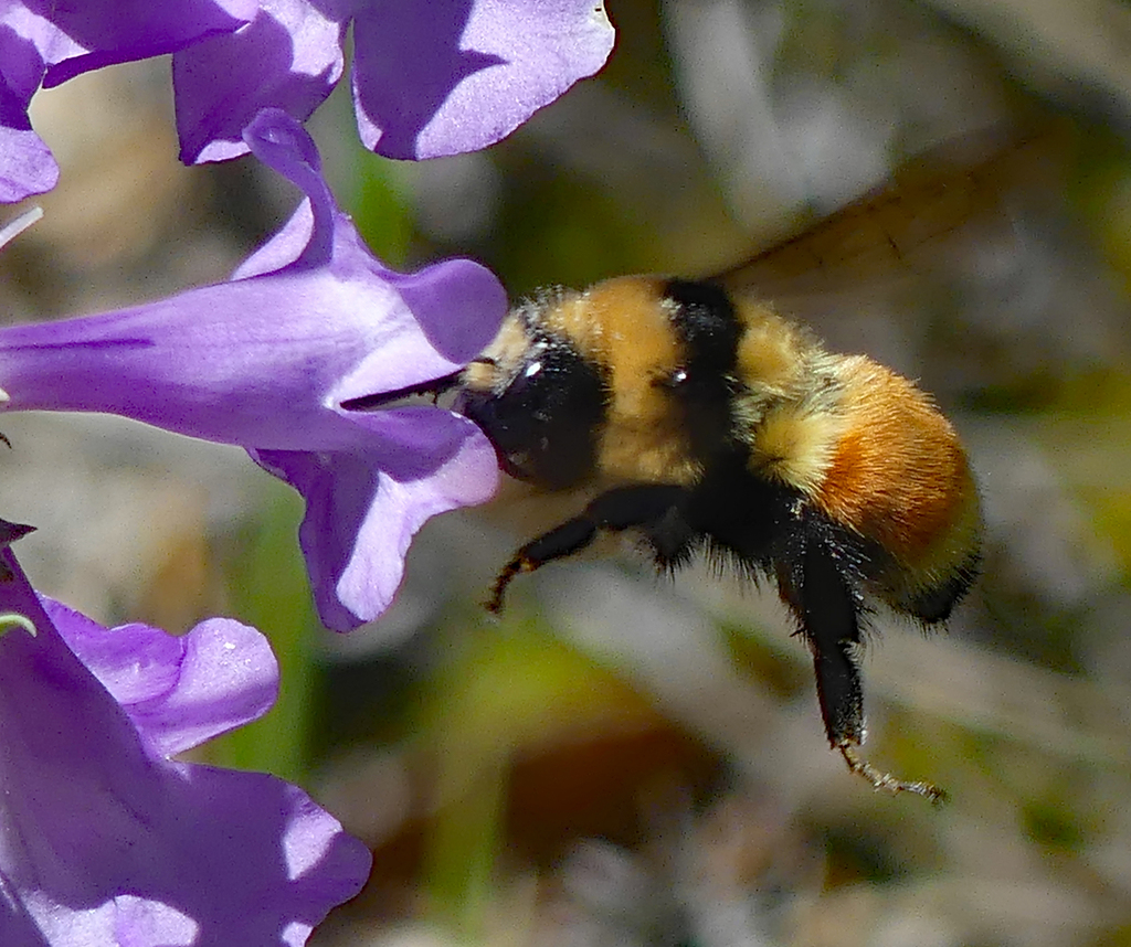Hunt's Bumble Bee from Fruitdale, Wheat Ridge, CO 80033, USA on May 25 ...
