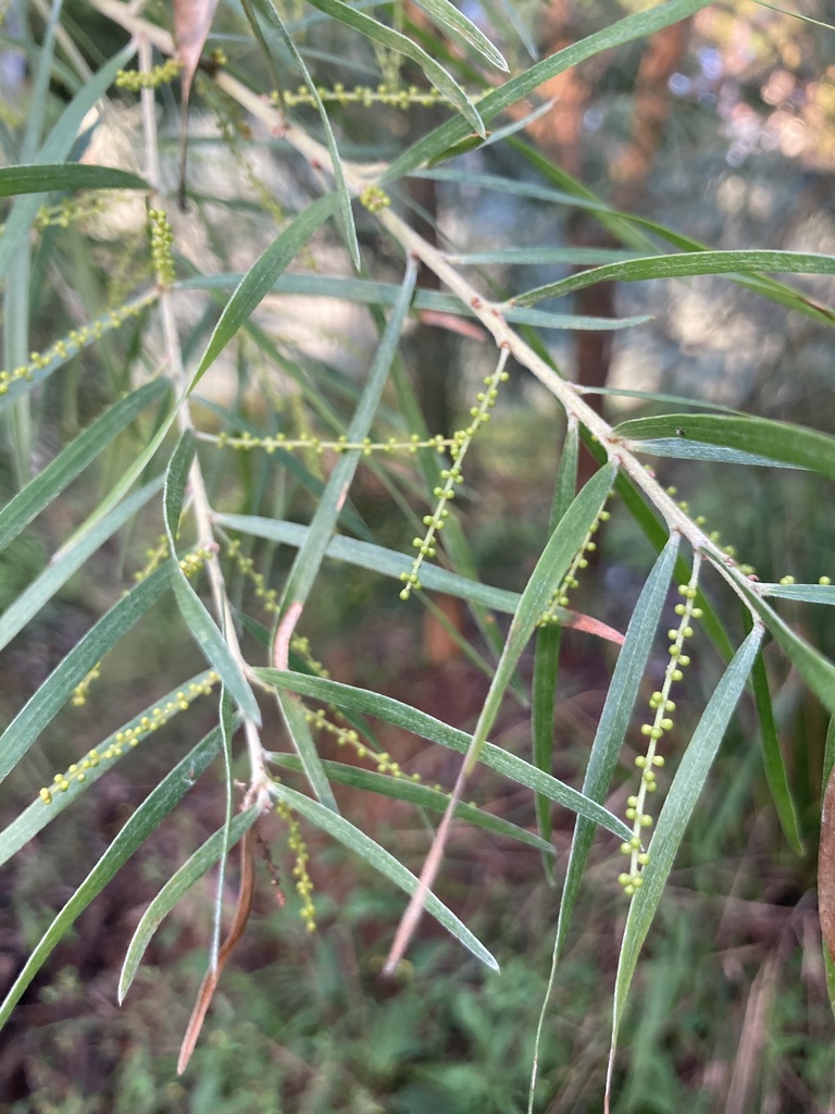 White Sally Wattle from Pittwater Rd, Gladesville, NSW, AU on May 26 ...