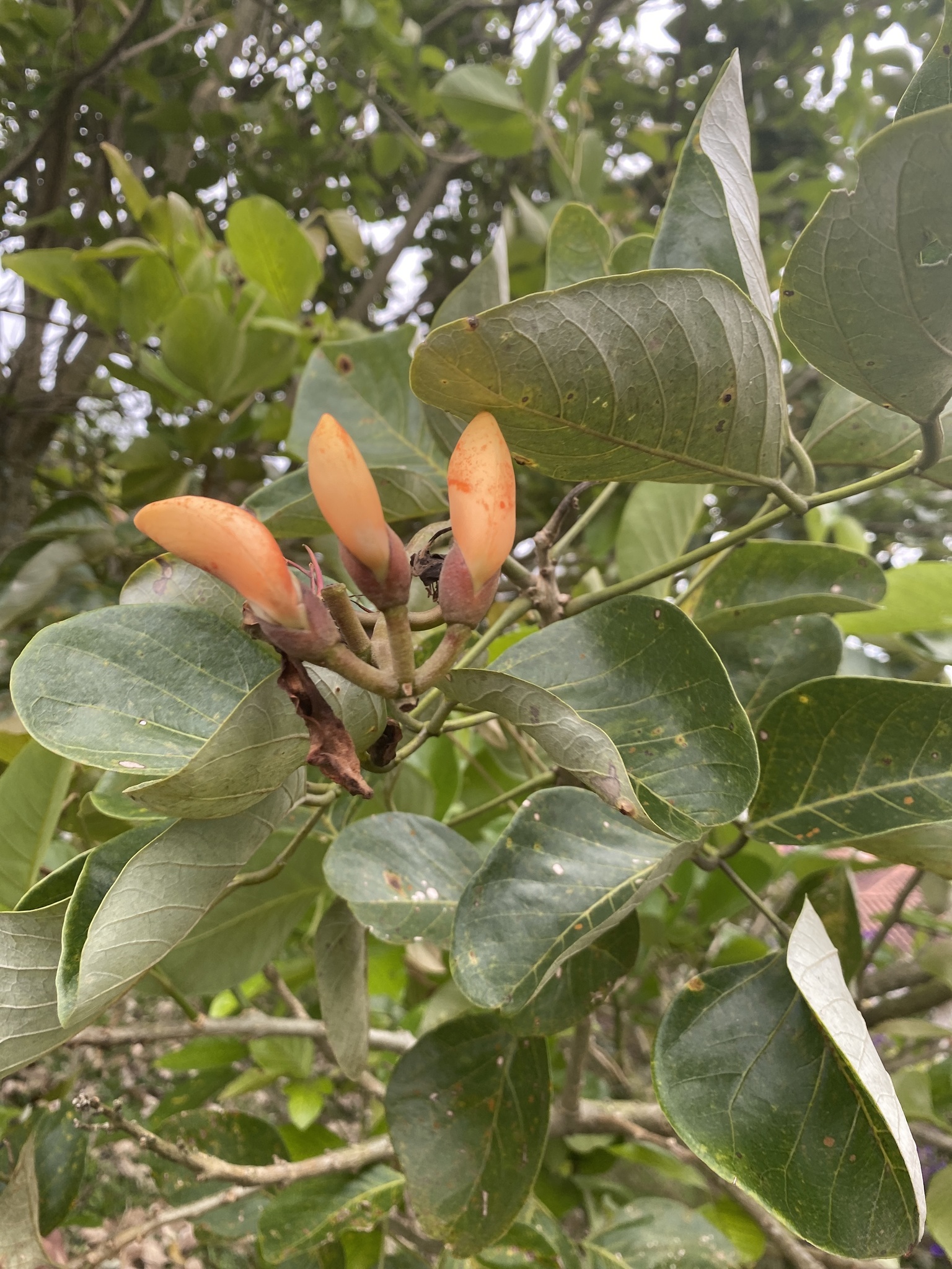 Erythrina fusca Lour.