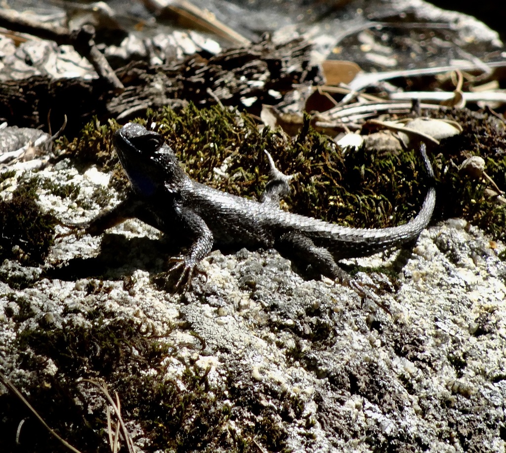 Great Basin Fence Lizard from Riverside County, CA, USA on May 25, 2022 ...