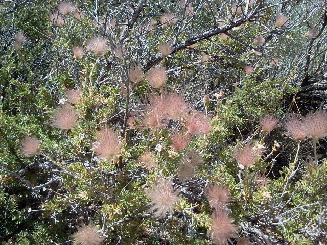 Apache plume from Elena Gallegos Grant, Albuquerque, NM, USA on May 25 ...