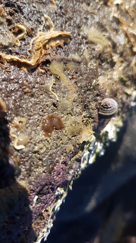 Family Anonymidae · iNaturalist