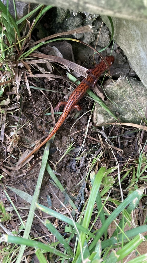 Cave Salamander from Stewarts Ferry Pike, Nashville, TN, US on May 25 ...