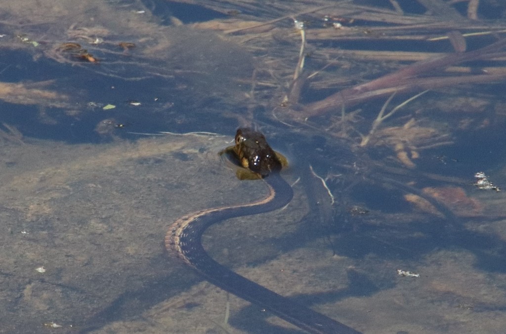 Two-striped Garter Snake in May 2022 by Millie Basden · iNaturalist