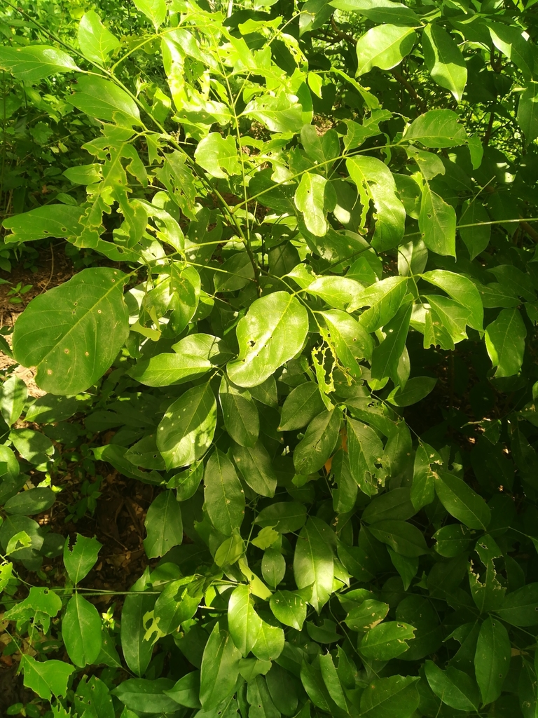 plants from Bonou, BJ-OU, BJ on May 25, 2022 at 10:49 AM by ONG ODDB ...