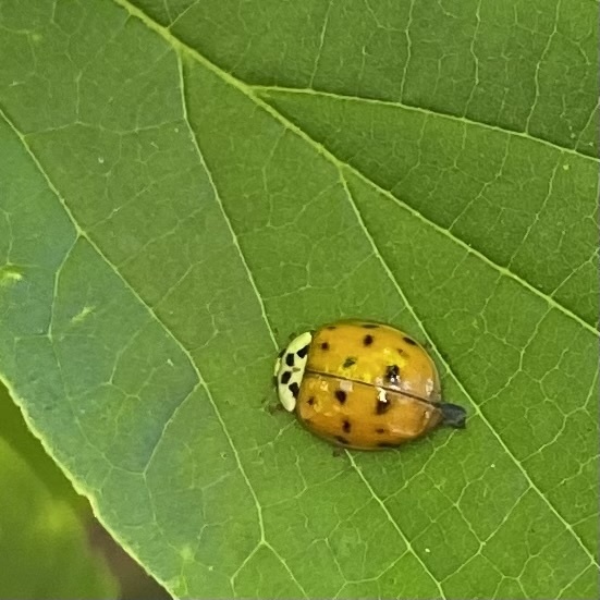 Asian Lady Beetle from Saam-ro, Gwangju, KR on May 25, 2021 at 06:13 PM ...