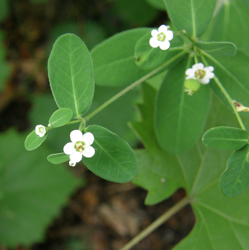 False Flowering Spurge from Winder, GA 30680, USA on May 24, 2022 by ...