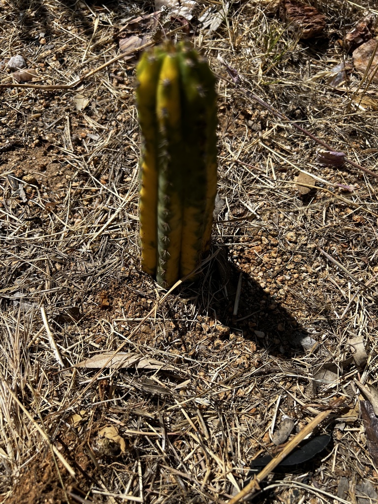 Cactoideae from Reno, NV, US on May 25, 2022 at 02:59 PM by plantman8 ...