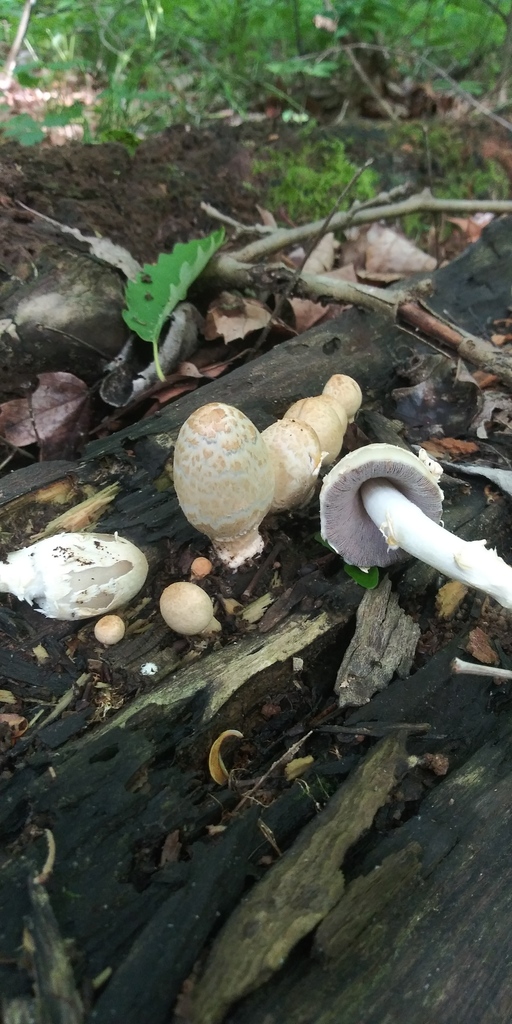 scaly ink cap in May 2022 by jim · iNaturalist