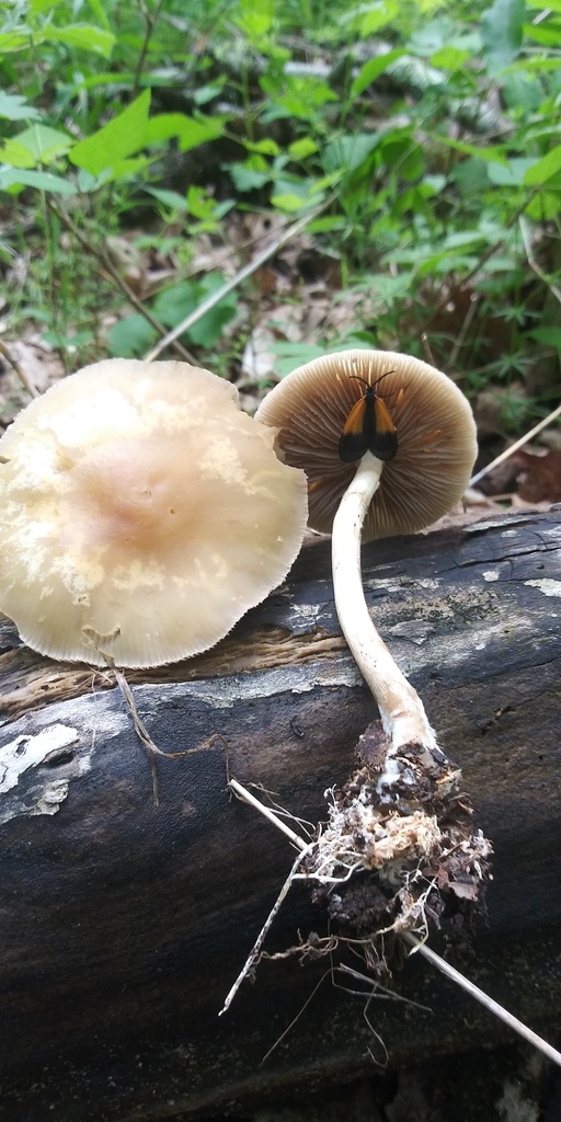 Brittlestems in May 2022 by jim · iNaturalist