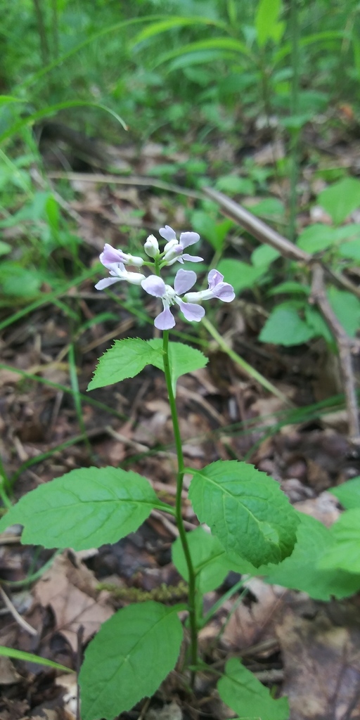 Purple Rocket in May 2022 by jim · iNaturalist
