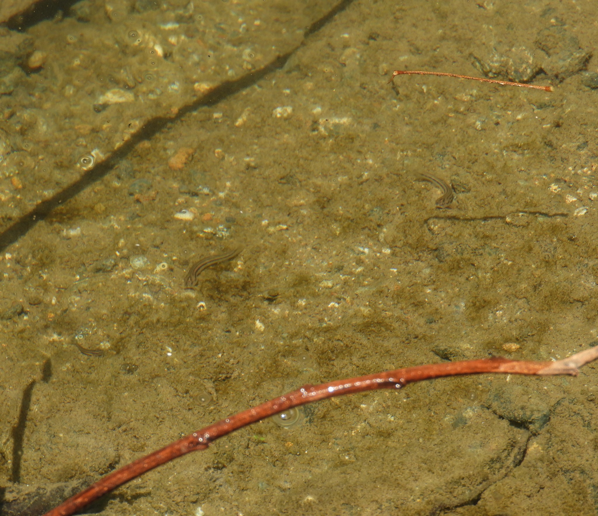 Trichomycteridae