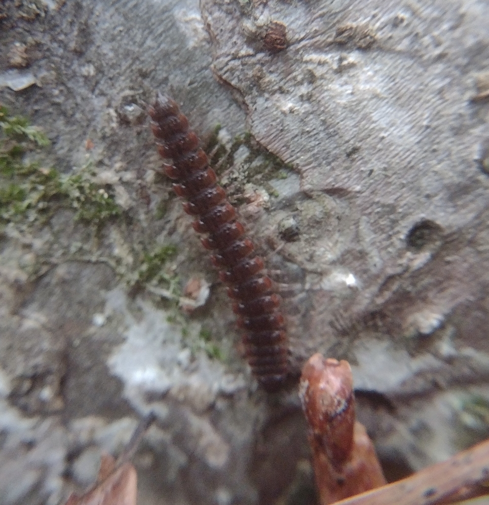 Polydesmus from Athens, GA 30606, USA on May 25, 2022 at 02:56 PM by ...