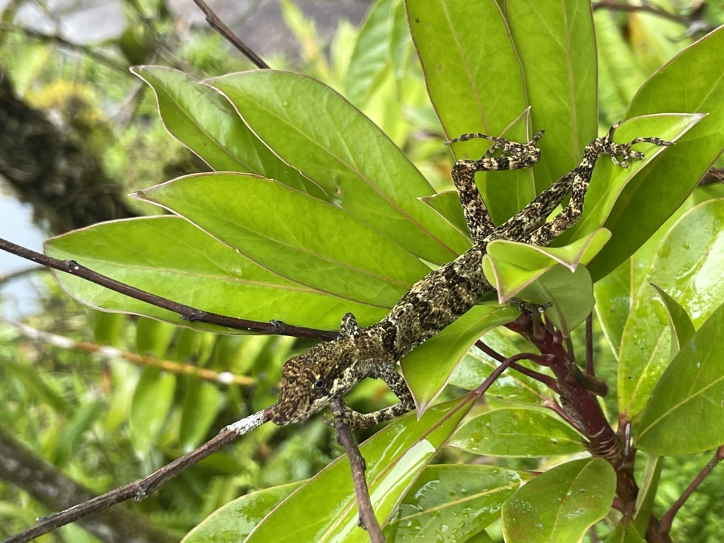 Swift Anole from Monteverde Cloud Forest Reserve, Puntarenas, CR on May ...