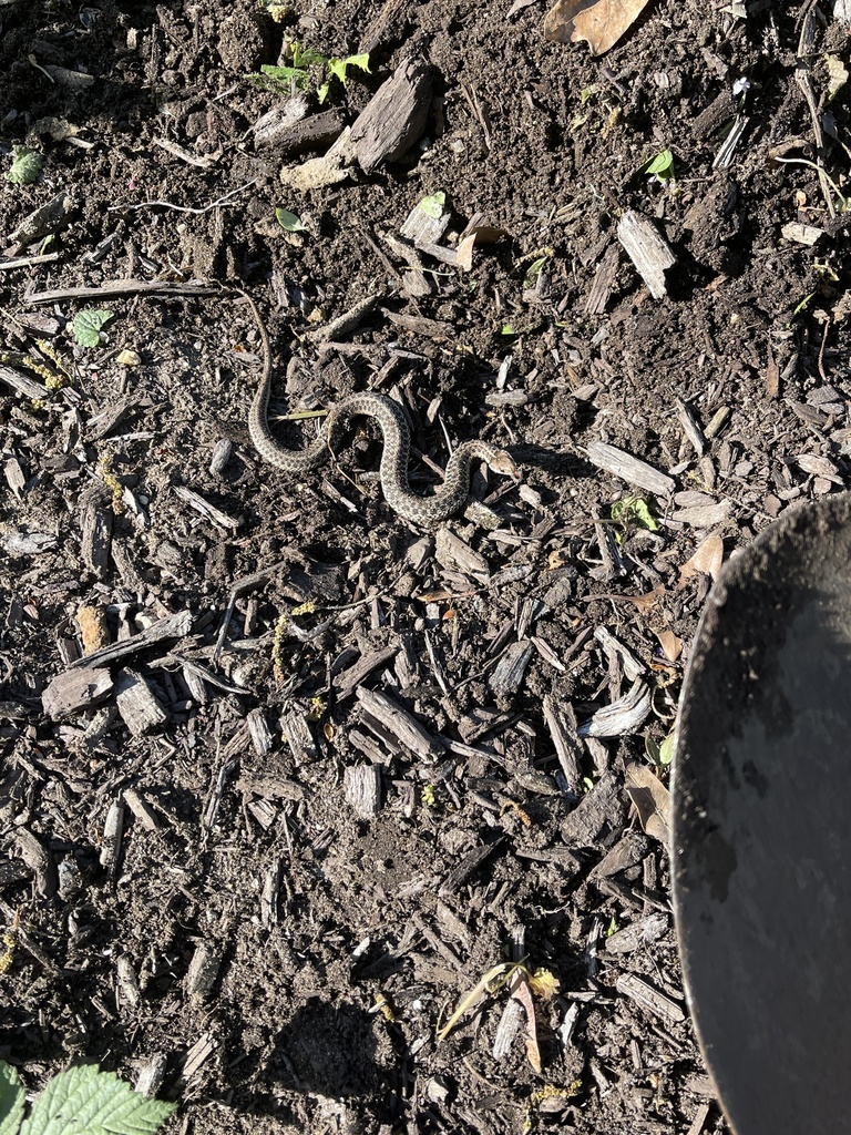 Eastern Garter Snake from W Granby Rd, Granby, CT, US on May 18, 2022 ...