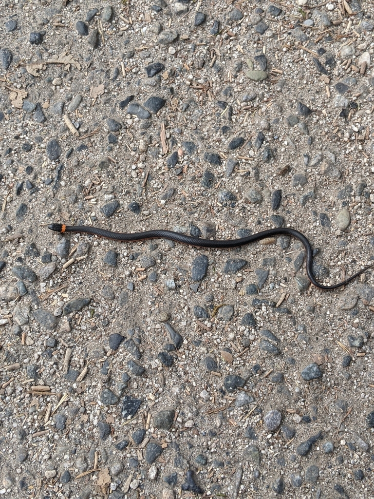 ring-necked snake from Yosemite Valley, CA 95389, USA on May 23, 2022 ...