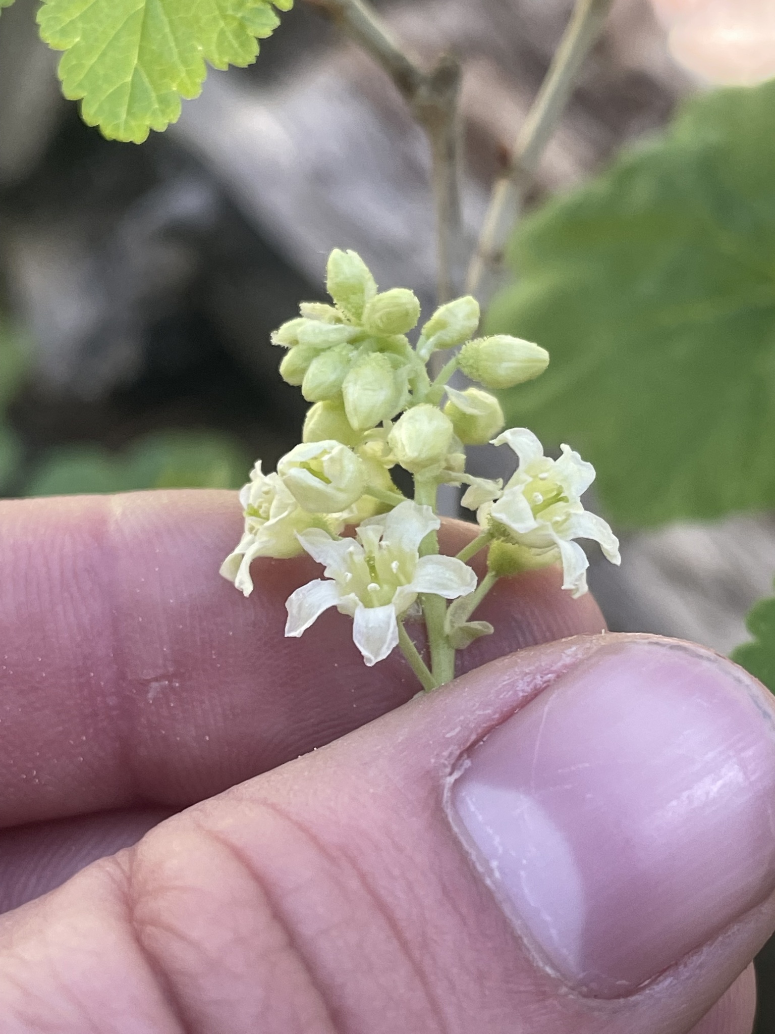 Ribes wolfii Rothr.