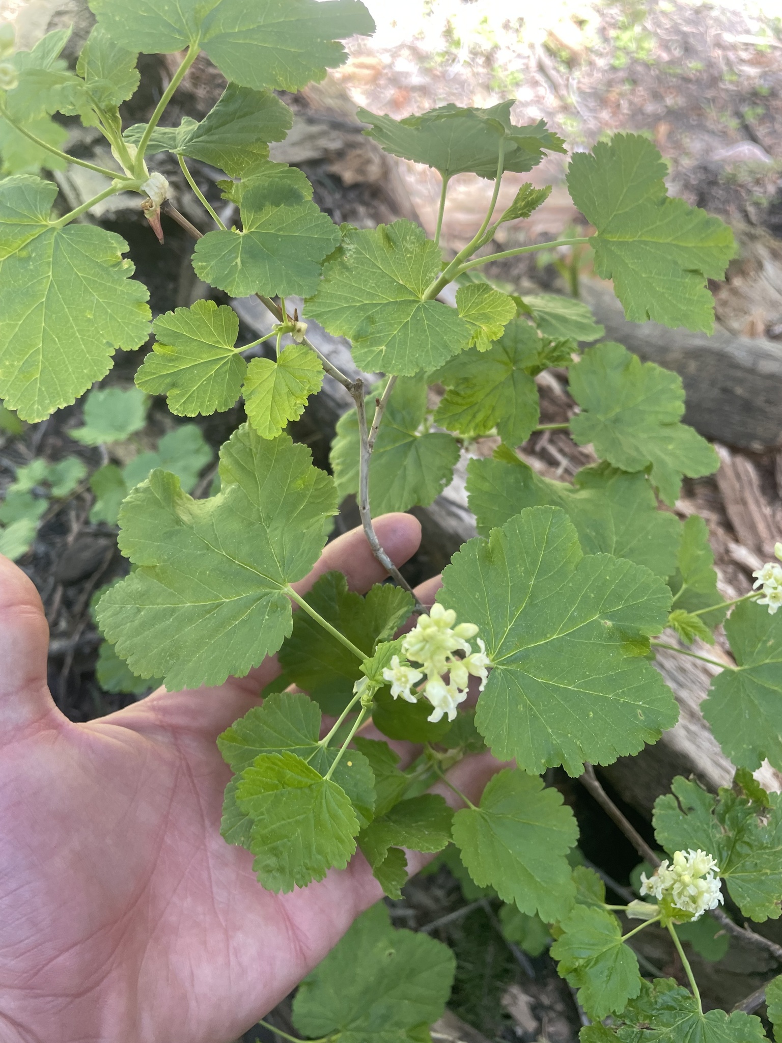 Ribes wolfii Rothr.