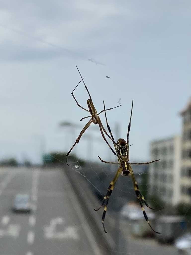 Joro Spider from Saam-ro, Gwangju, KR on September 6, 2020 at 10:50 AM ...
