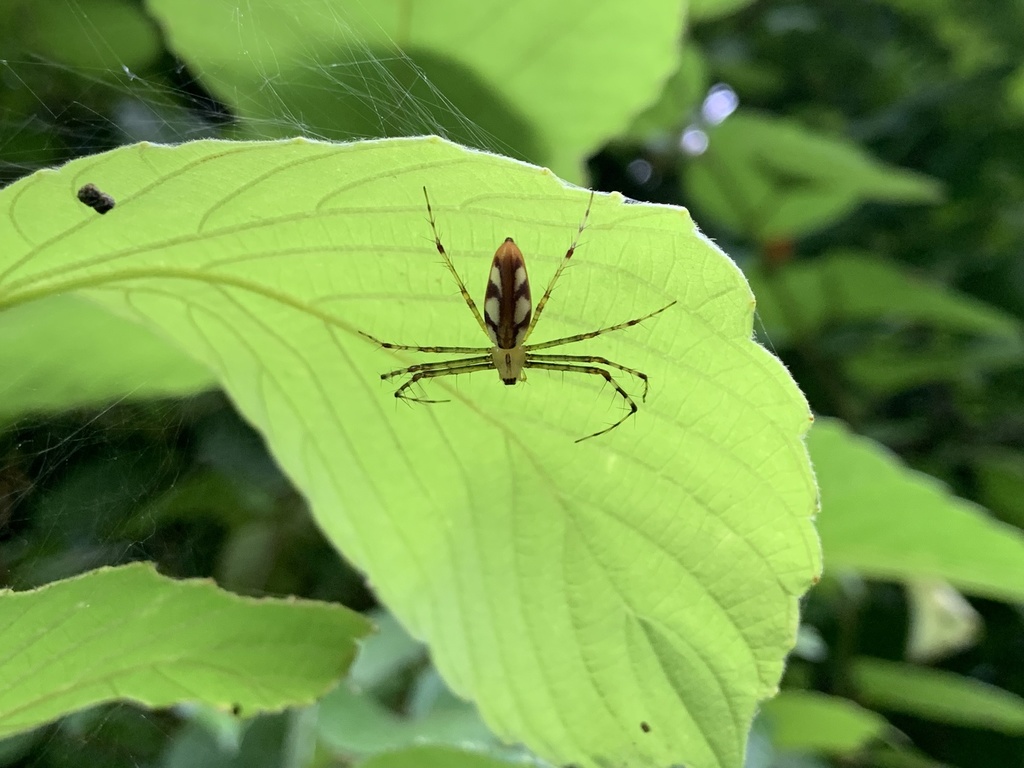 Tapinillus longipes from Darien, PA on May 25, 2022 at 06:59 AM by ...