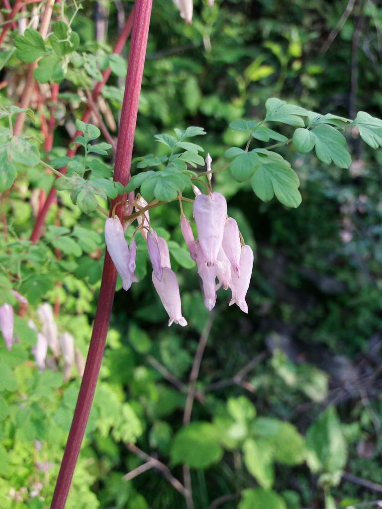 climbing fumitory from Sevier County, Great Smoky Mountains National ...