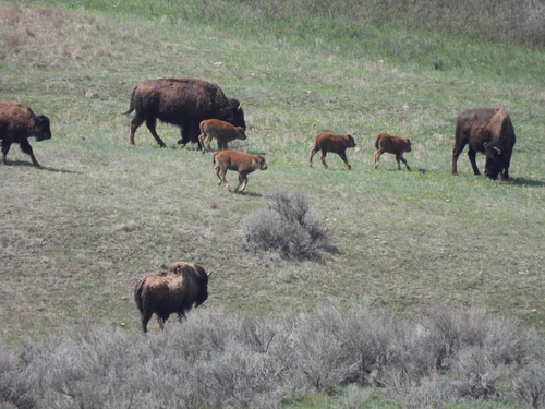 Observations by shikepoke · iNaturalist