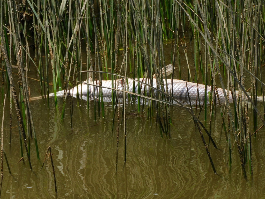 Longnose Gar from Charles County, MD, USA on May 21, 2022 at 12:28 PM ...