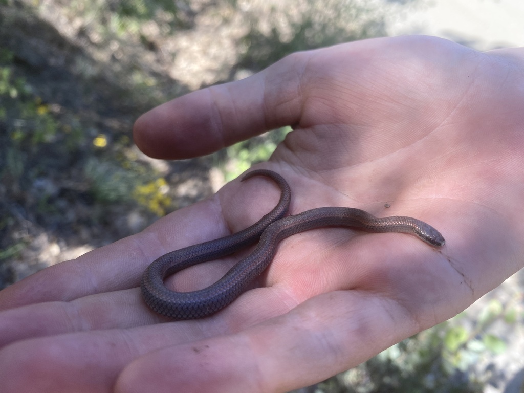 Sharp-tailed Snake from Fricot City Rd, Mountain Ranch, CA, US on May ...
