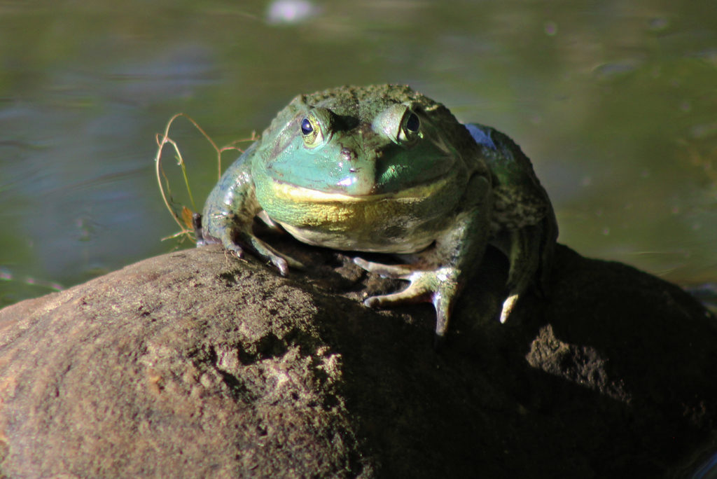 American Bullfrog from Queens, NY, USA on May 25, 2022 at 04:31 PM by ...