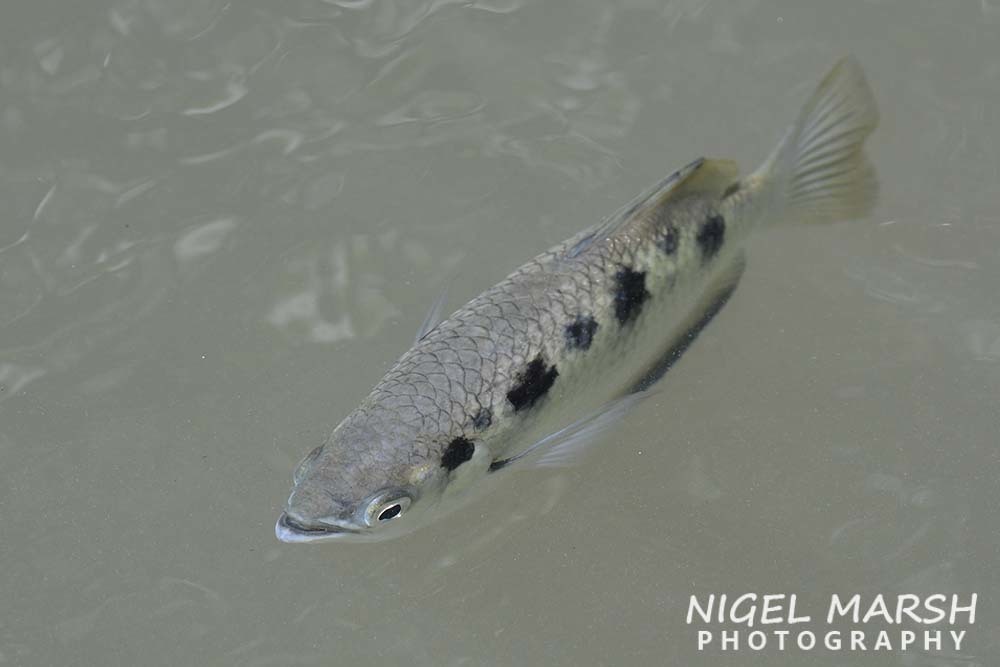 Spotted Archerfish from Larrakeyah NT 0820, Australia on May 9, 2022 at ...