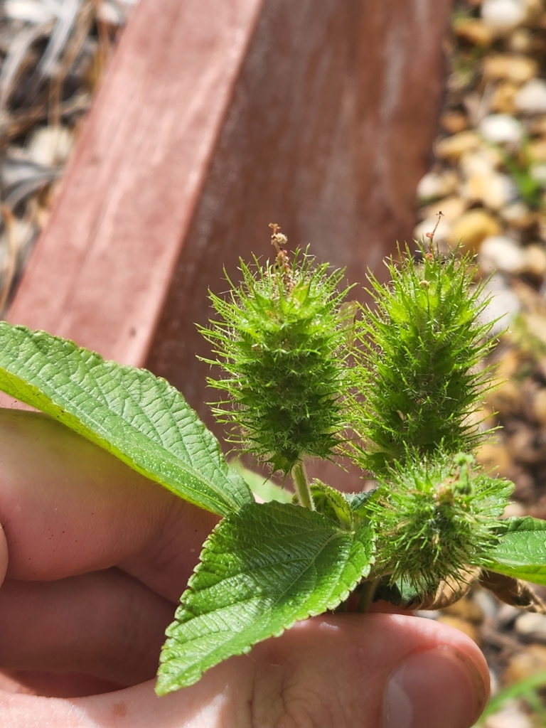 Field Copperleaf from 30th St @ Pine Dr, Florida 33612, USA on May 25 ...